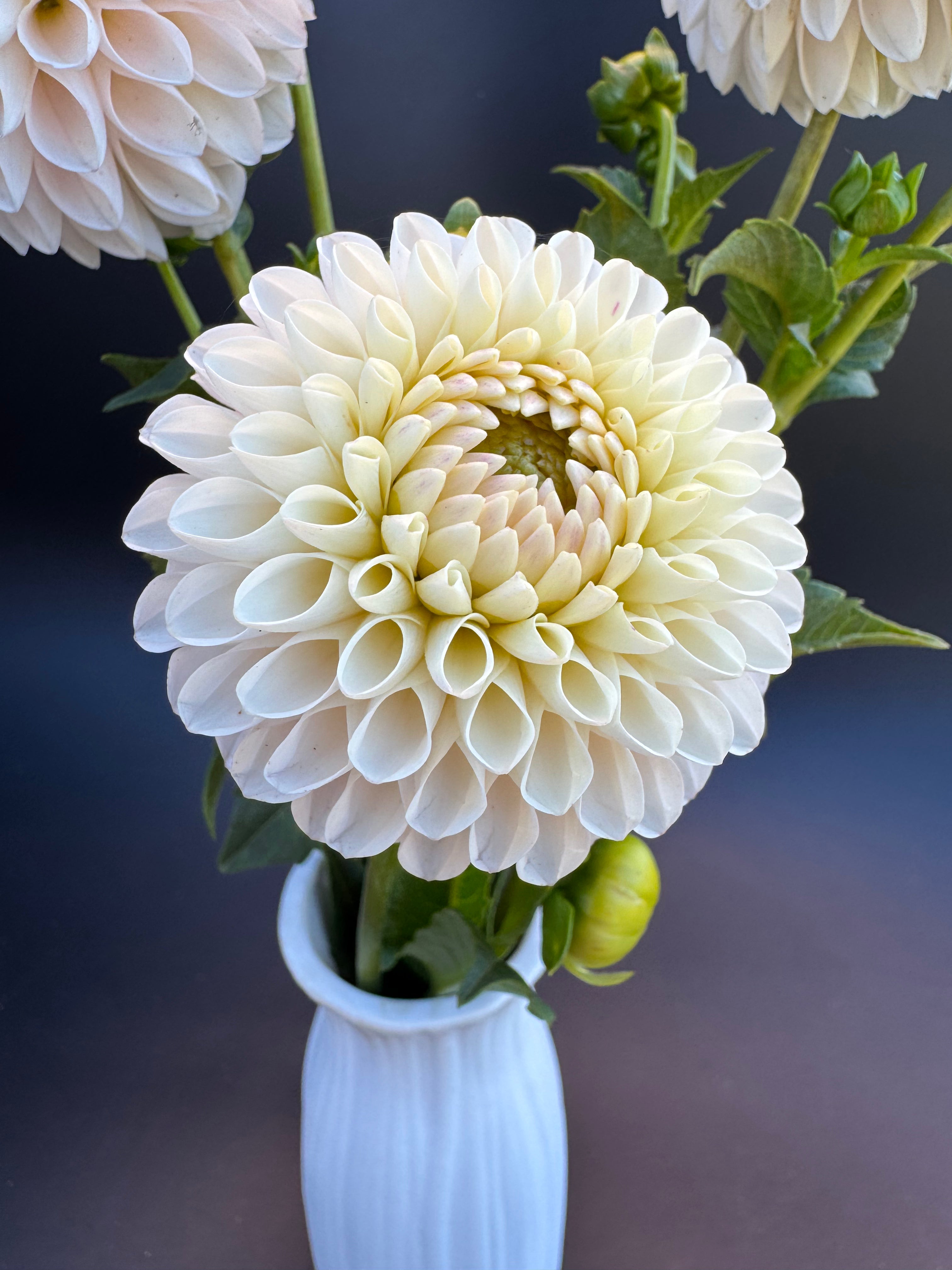 Camano Zoe - Dahlia – Birddog Flower Farm