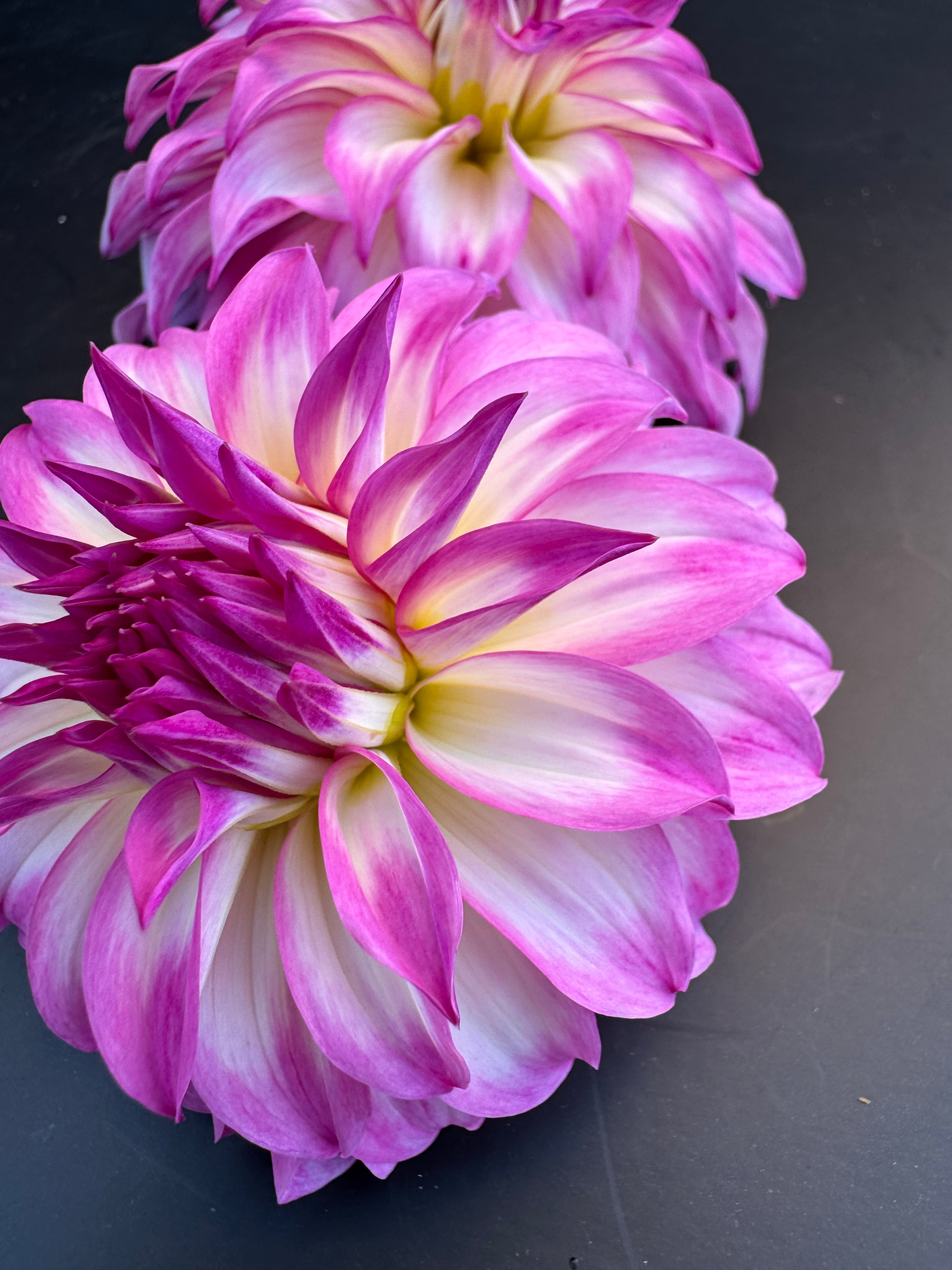 Colorado Classic - Dahlia – Birddog Flower Farm