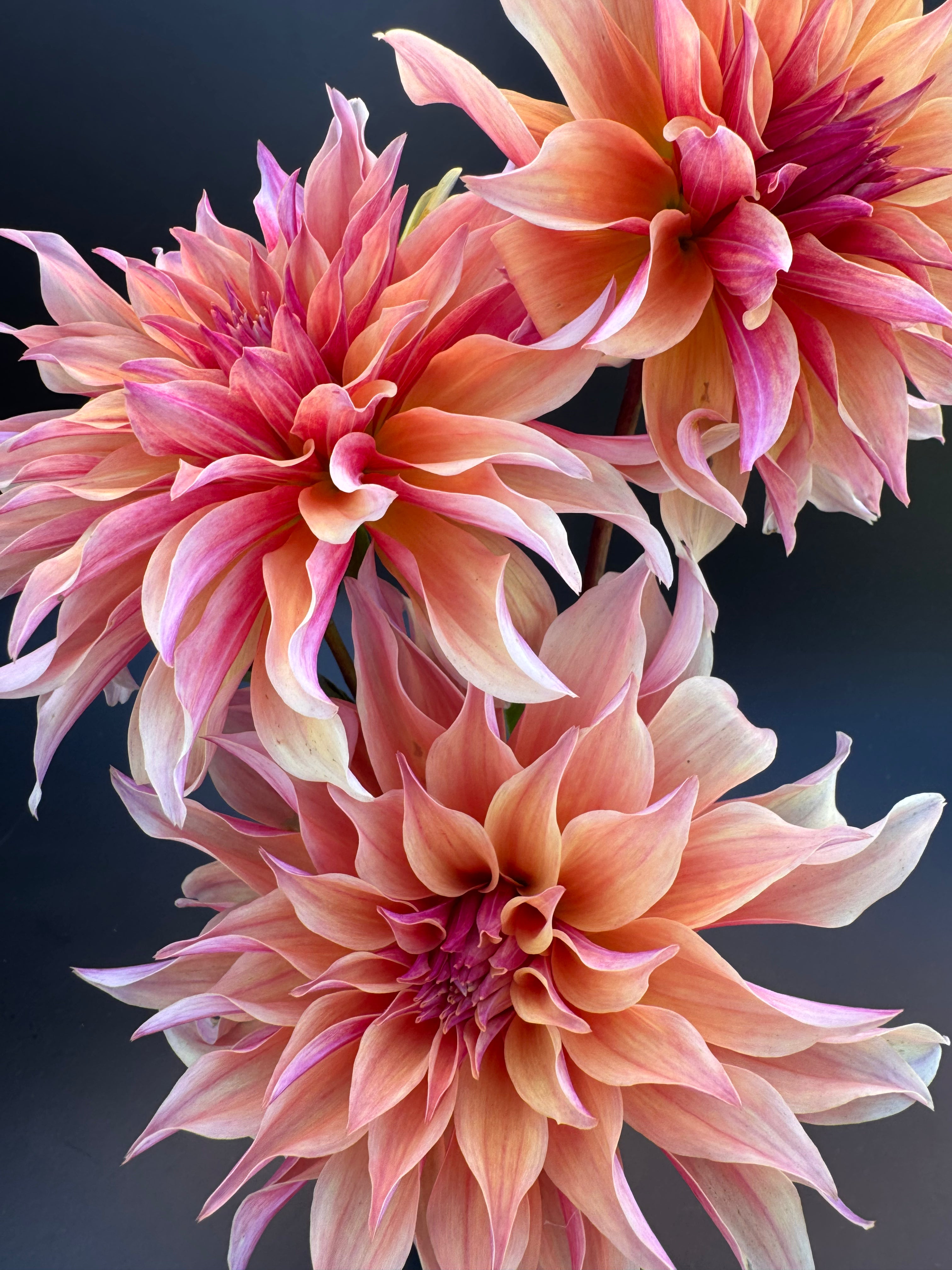 Labyrinth - Dahlia – Birddog Flower Farm